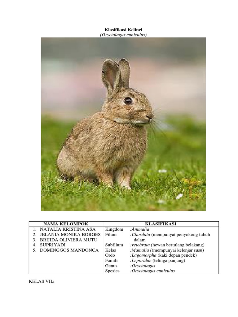 Klasifikasi Kelinci | PDF | Sains & Matematika