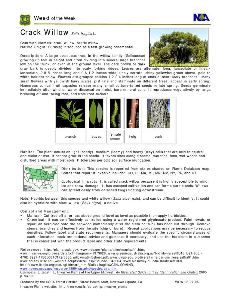 A Detailed Examination of the Invasive Crack Willow Tree: Description ...