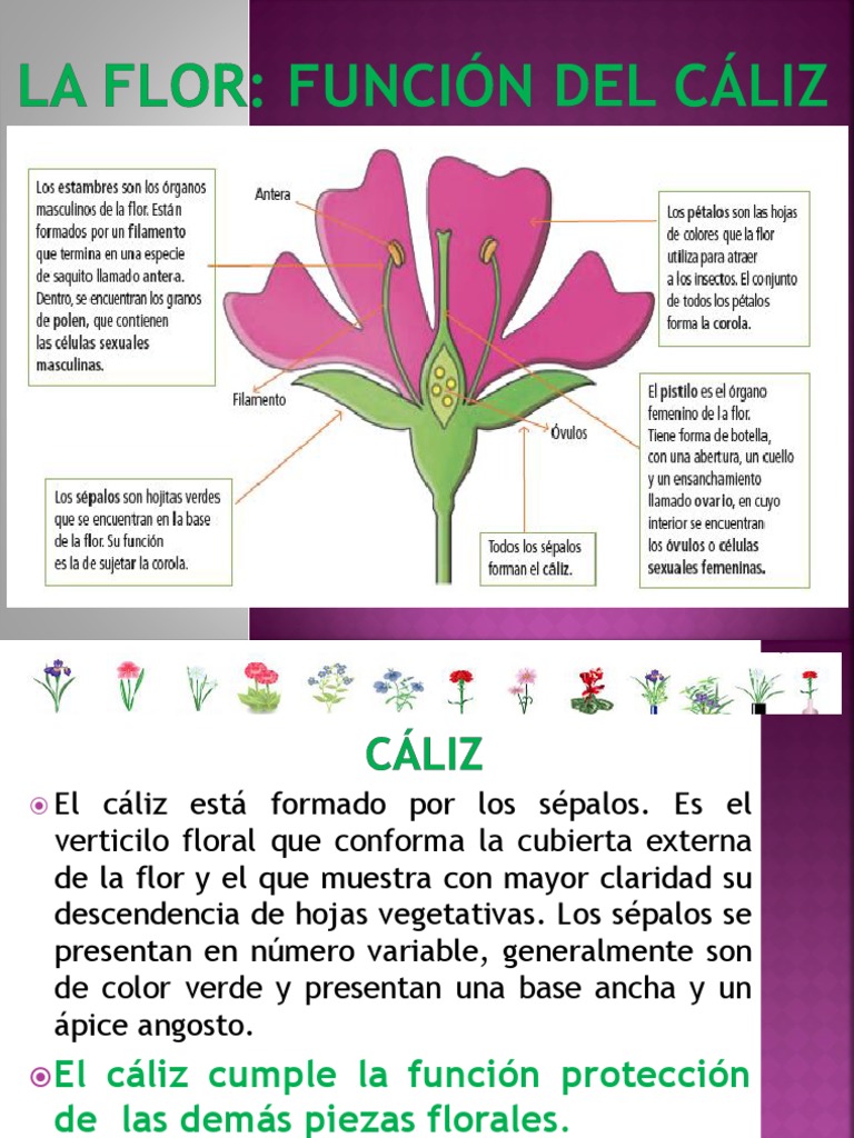 Función y tipos del cáliz floral | PDF