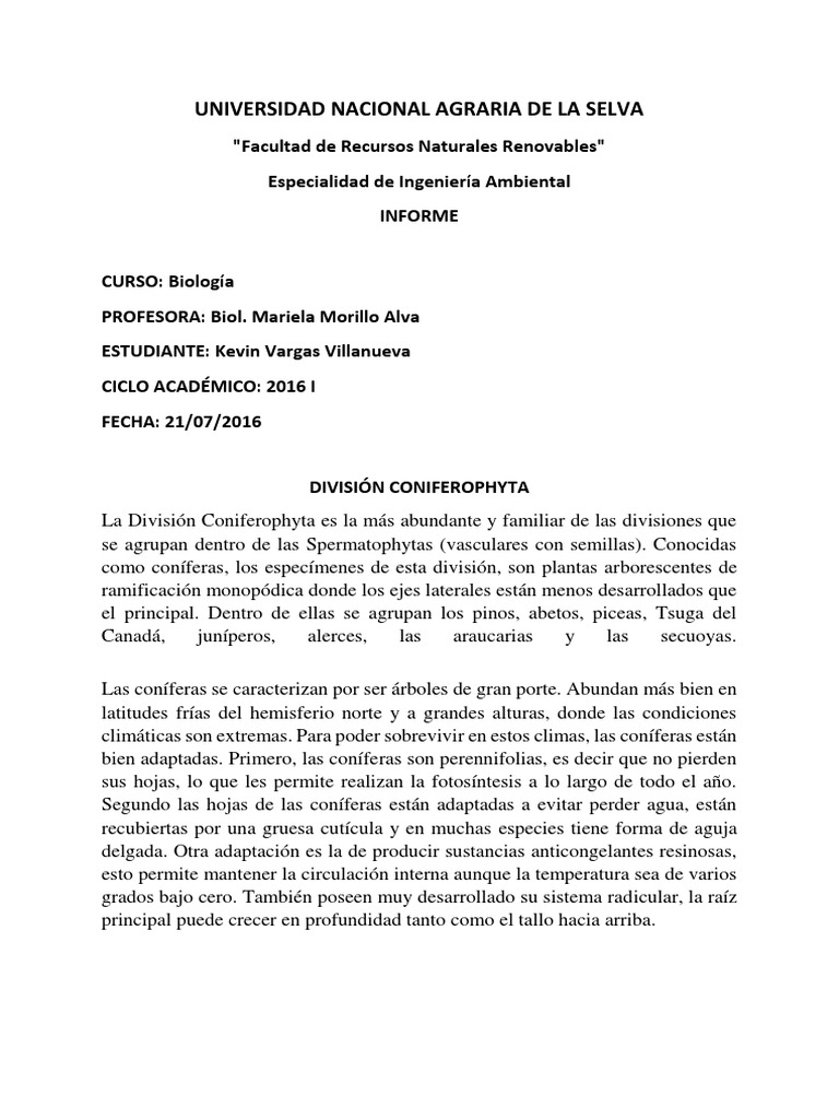 Biologia Division Coniferophyta | PDF | Pinophyta | Tallo de la planta