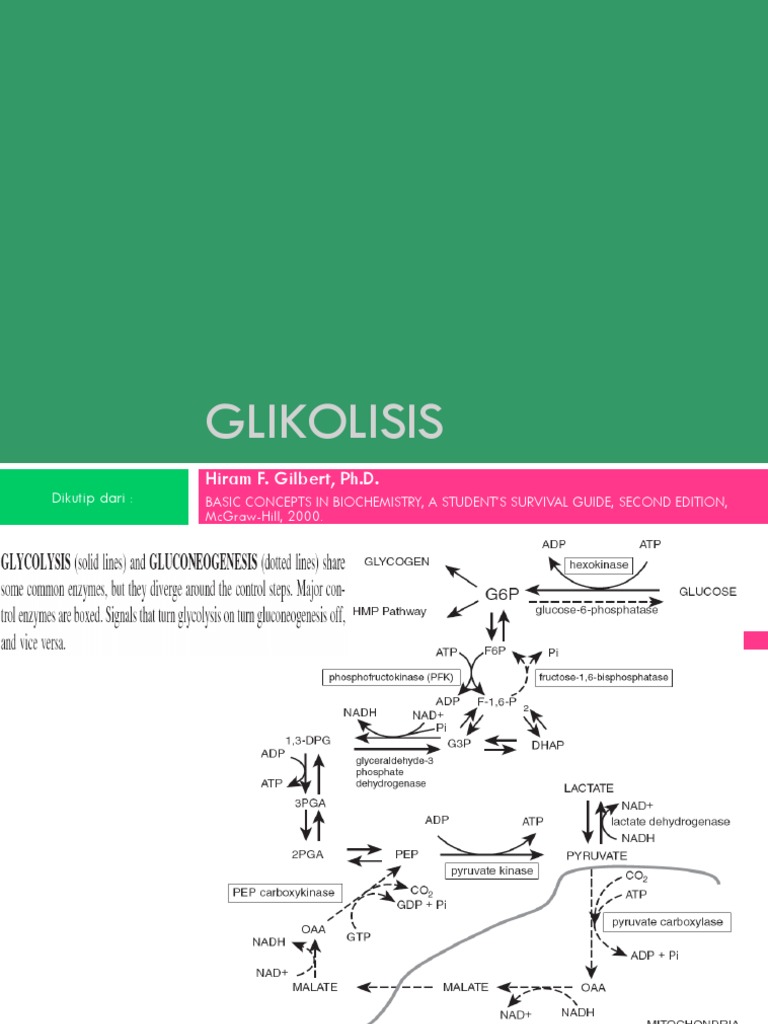Glukoneogenesis,Glikogenesis,Glikogenolisis.ppt