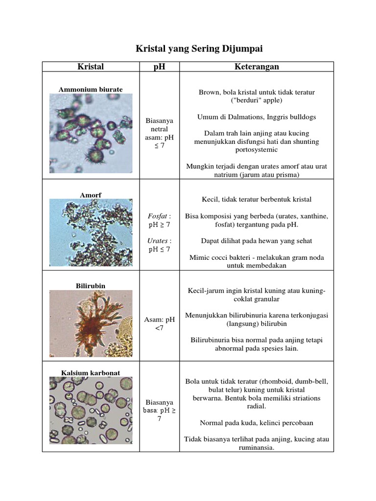 Kristal Amorf dan Sedimen Urine | PDF