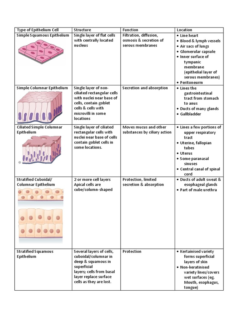 Type of Epithelium Cell | PDF | Epithelium | Histology