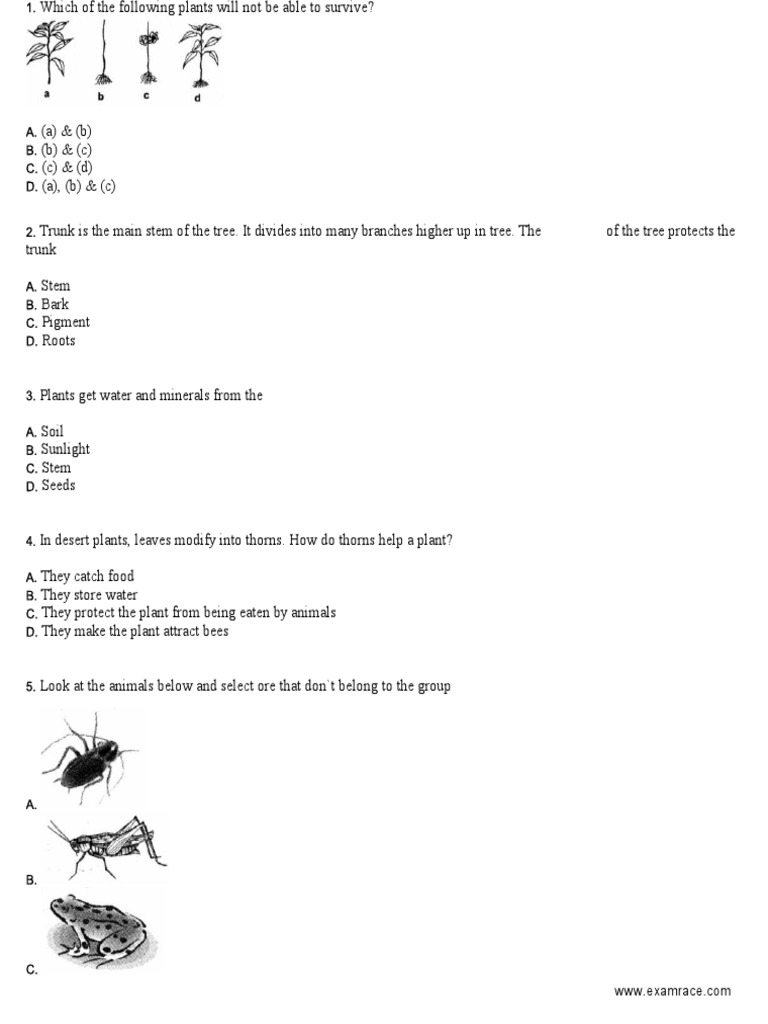 Nso Sample Paper Class 3 Pdf Pdf Trees Plants