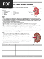 Sheep Kidney Dissection Guide | PDF