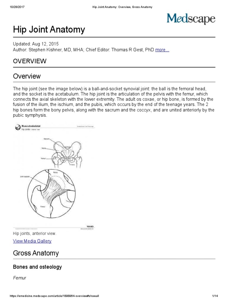 Hip Joint Anatomy Overview | PDF | Hip | Pelvis