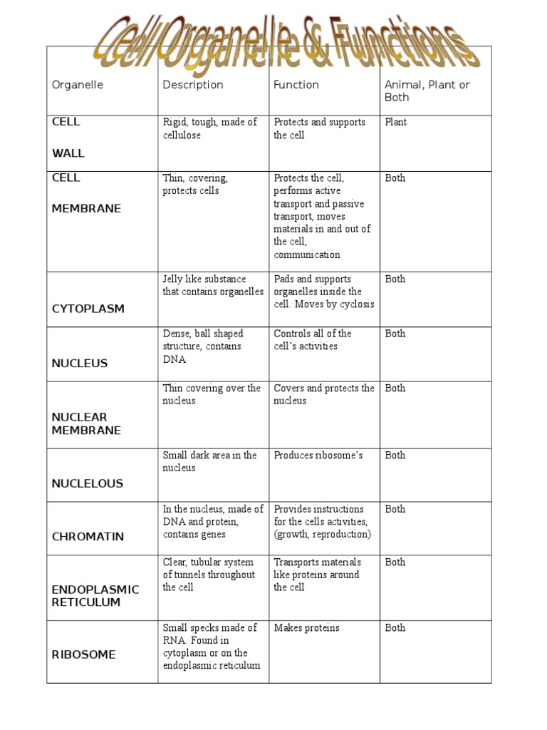 Cell Organelles Worksheet - WK7 | PDF | Cell Nucleus | Cell (Biology)
