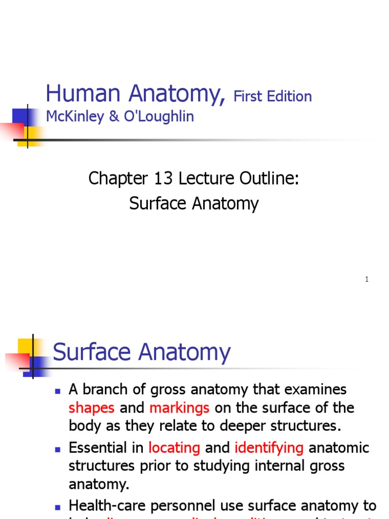 Ch13 Surface Anatomy | PDF | Neck | Arm