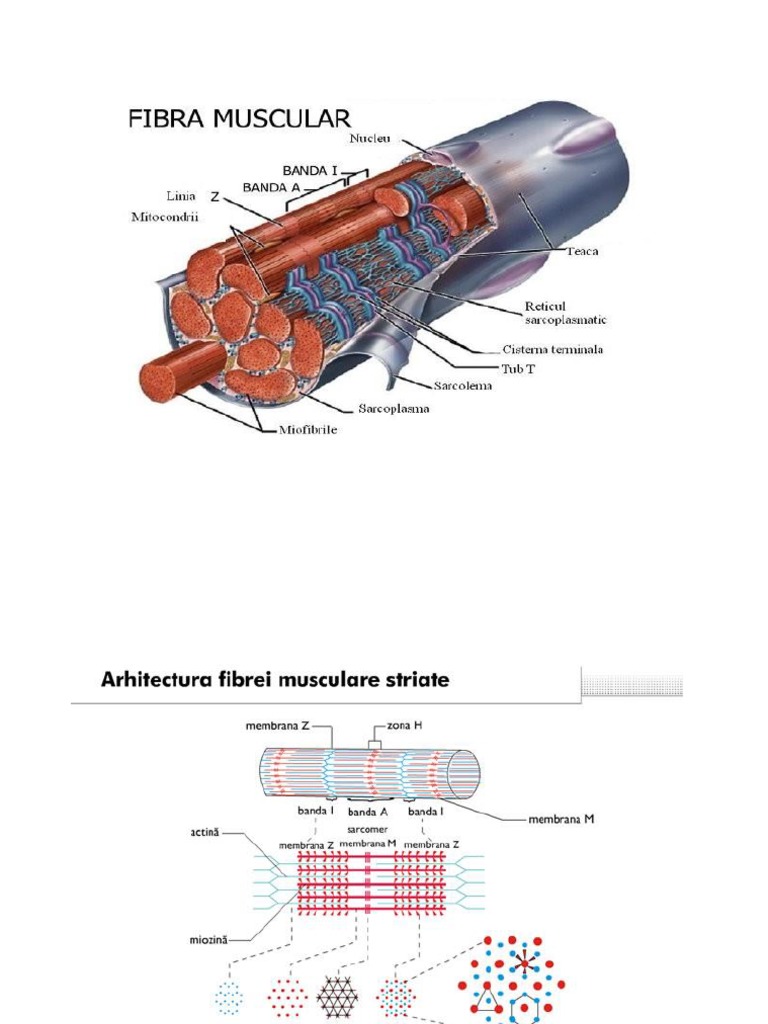 FIBRA MUSCULARA STRIATA