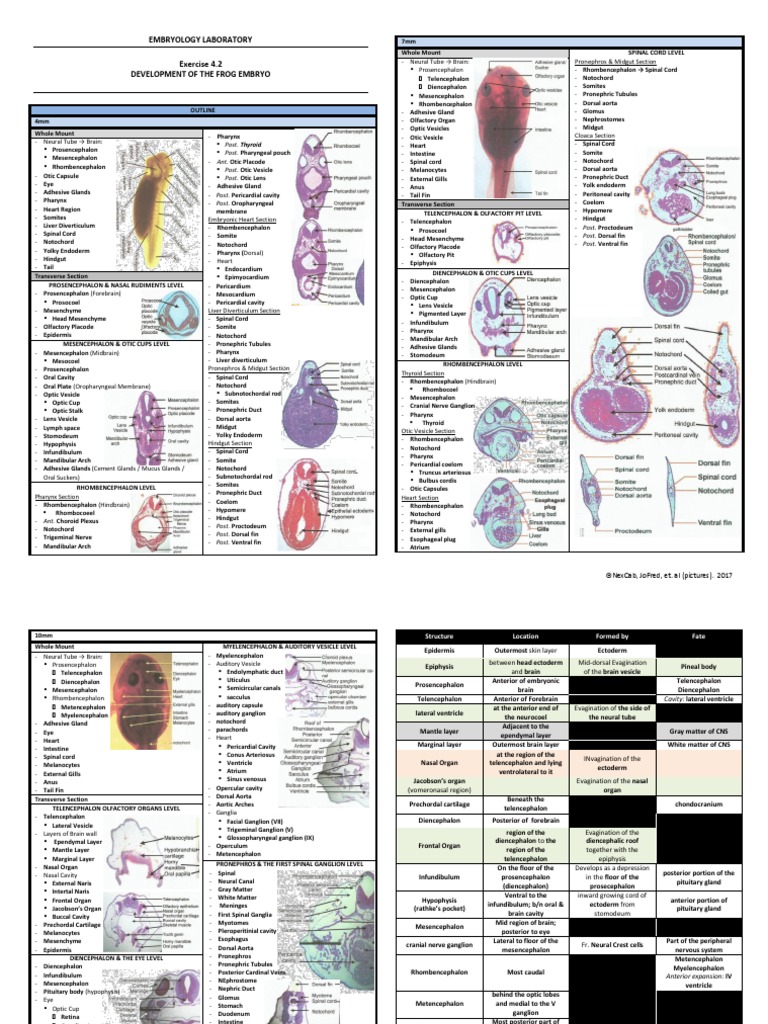 Development of Frog Embryo | PDF | Cerebrum | Pituitary Gland