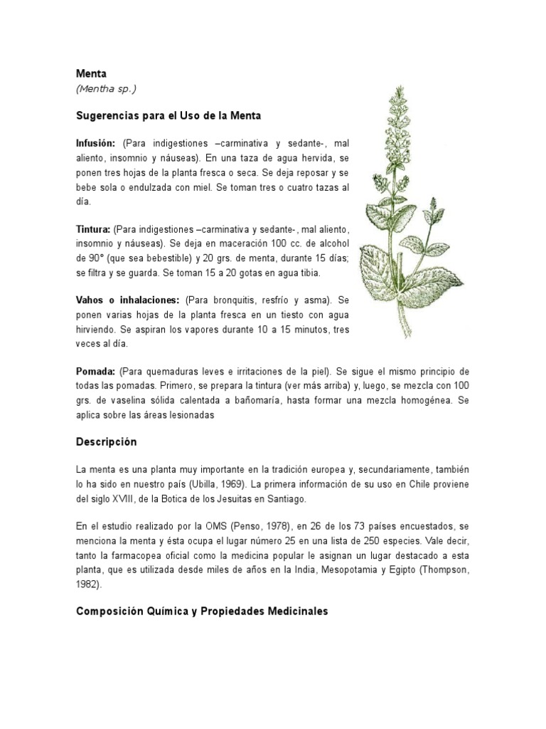 Usos y Composición de la Menta | PDF | Horticultura y jardinería | Botánica