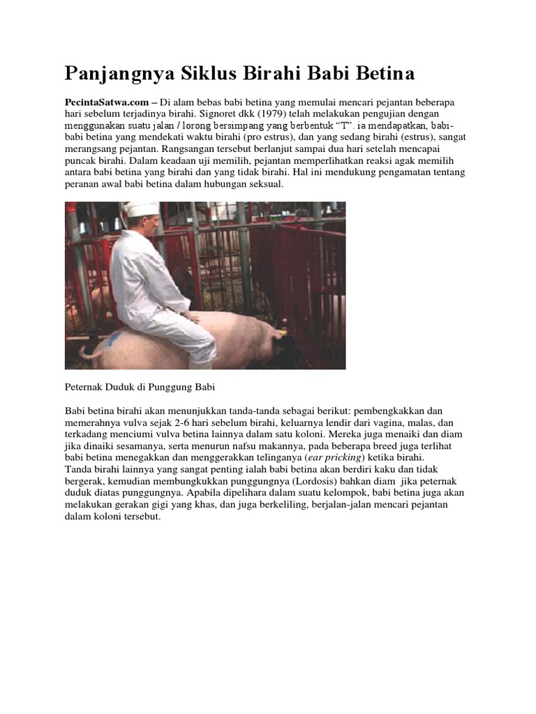 Panjangnya Siklus Birahi Babi Betina | PDF