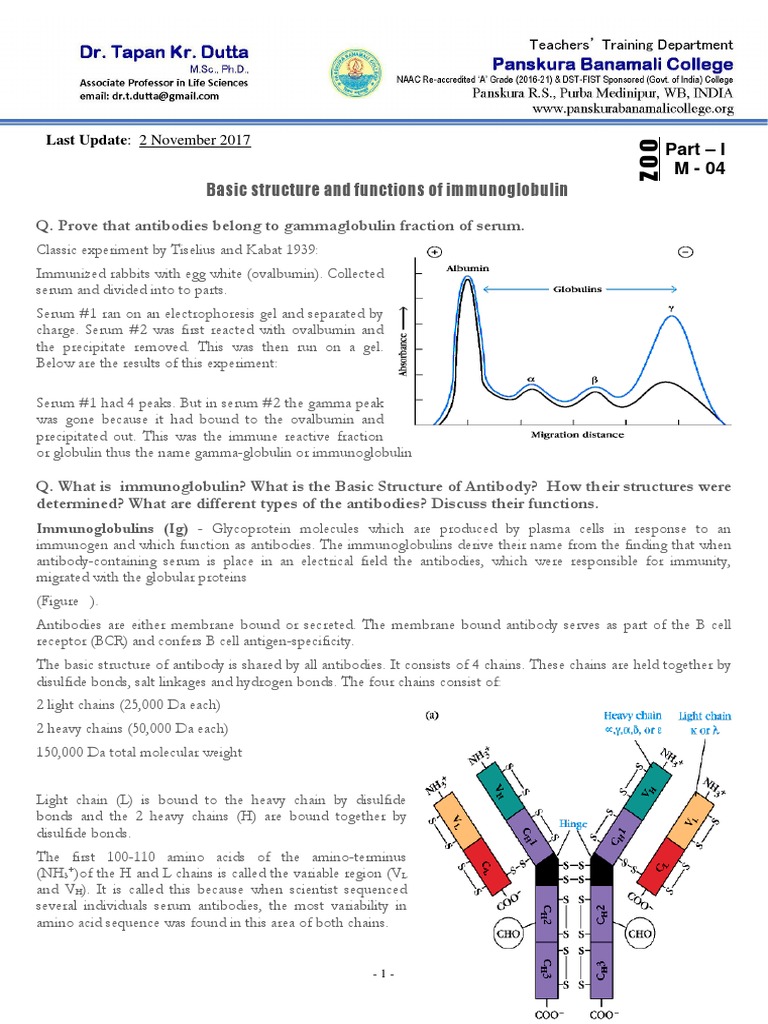 M - 4 Basic Structure and Functions of Immunoglobulin | Immunoglobulin ...