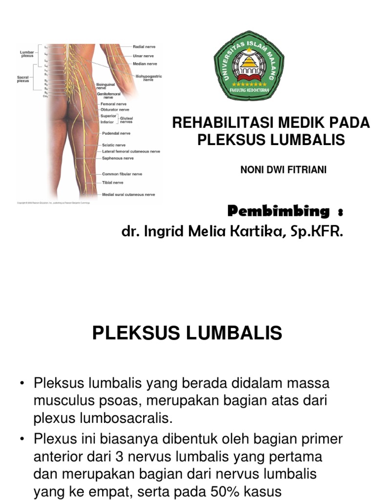 Pleksus Lumbalis | PDF