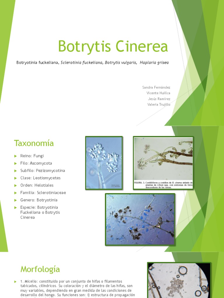 Botrytis Cinerea | PDF | Hongo | Microbiología