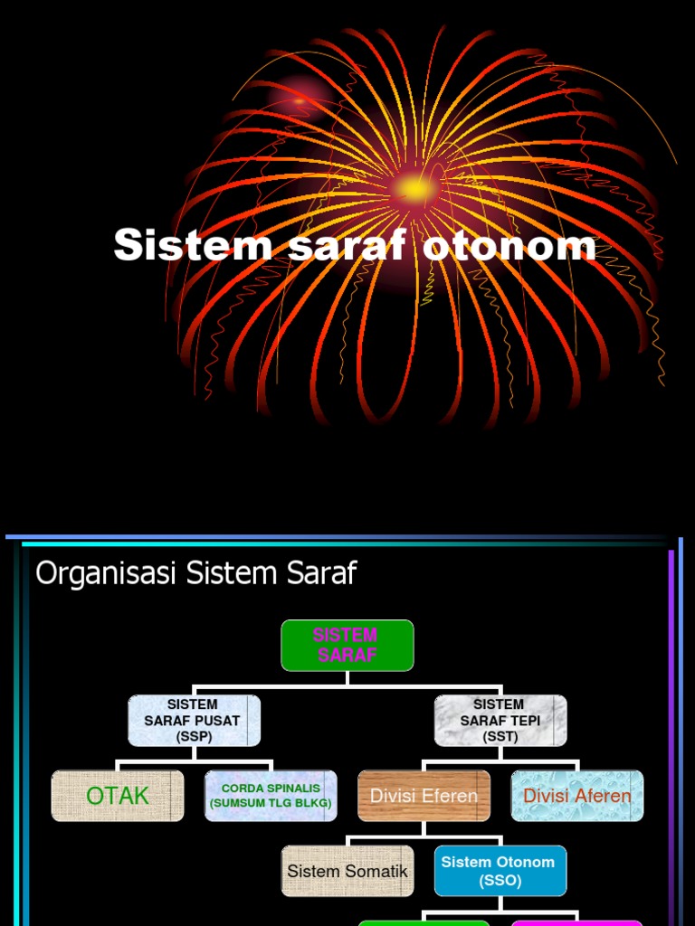 02-Sistem Saraf Otonom | PDF | Autonomic Nervous System | Primate Anatomy