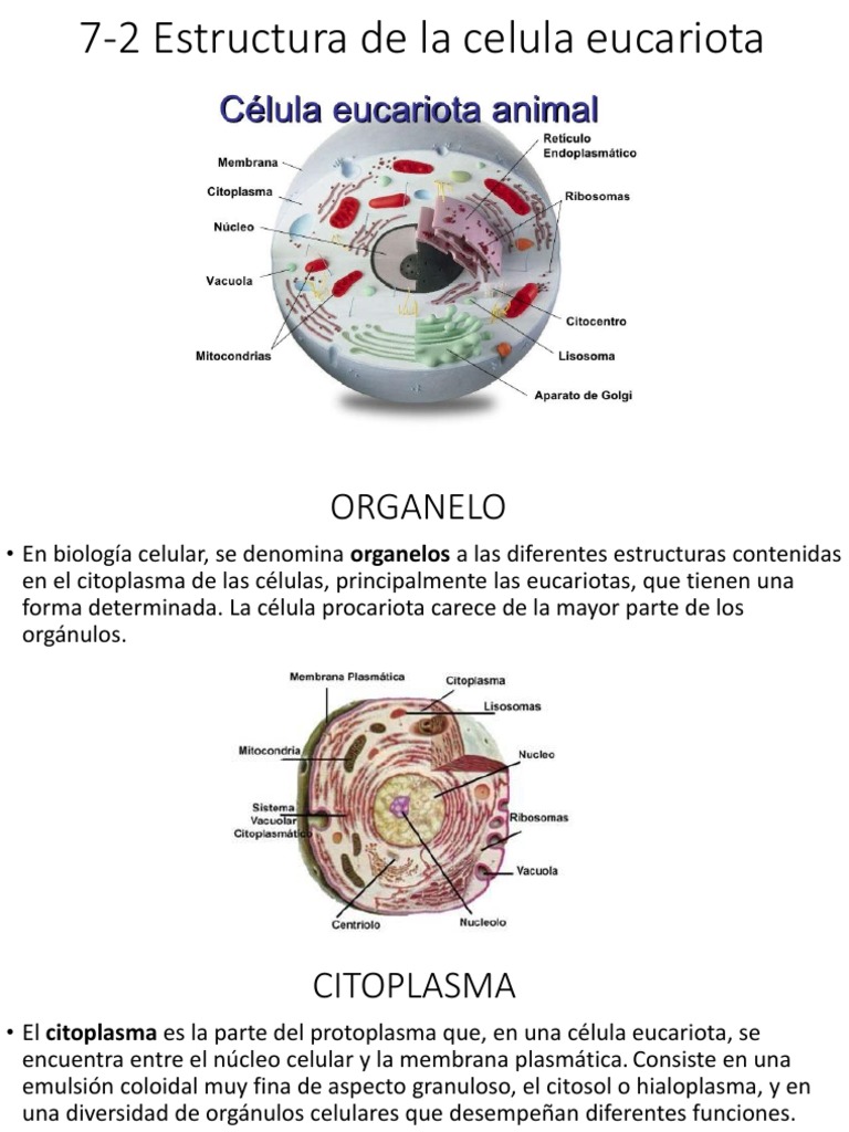 Diagrama De Celulas Eucarioticas Qué Es La Célula Resumen Con