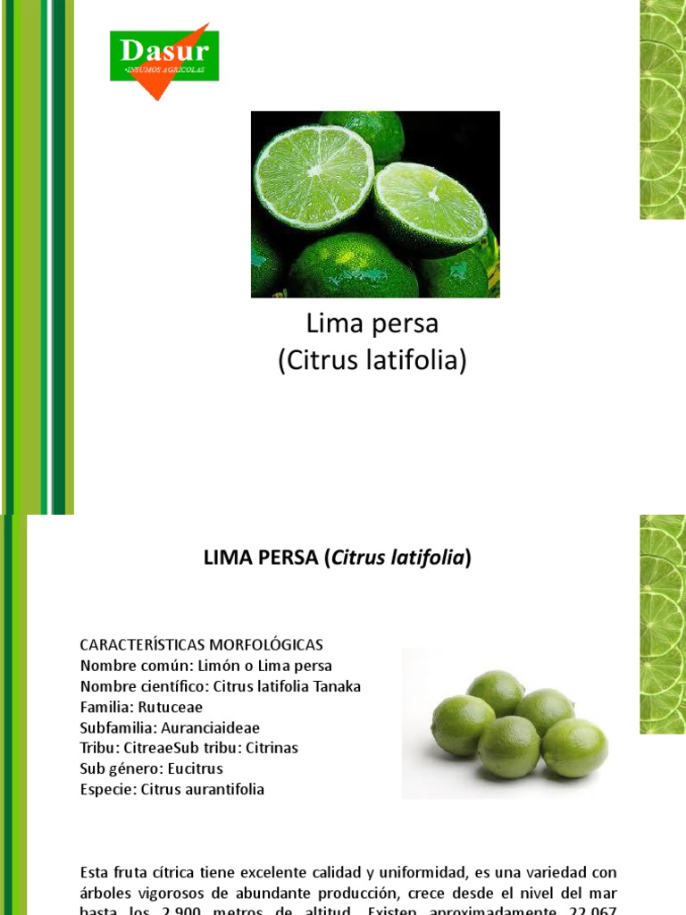 Presentacion Lima Persa | PDF | Hoja | Fruta lima)