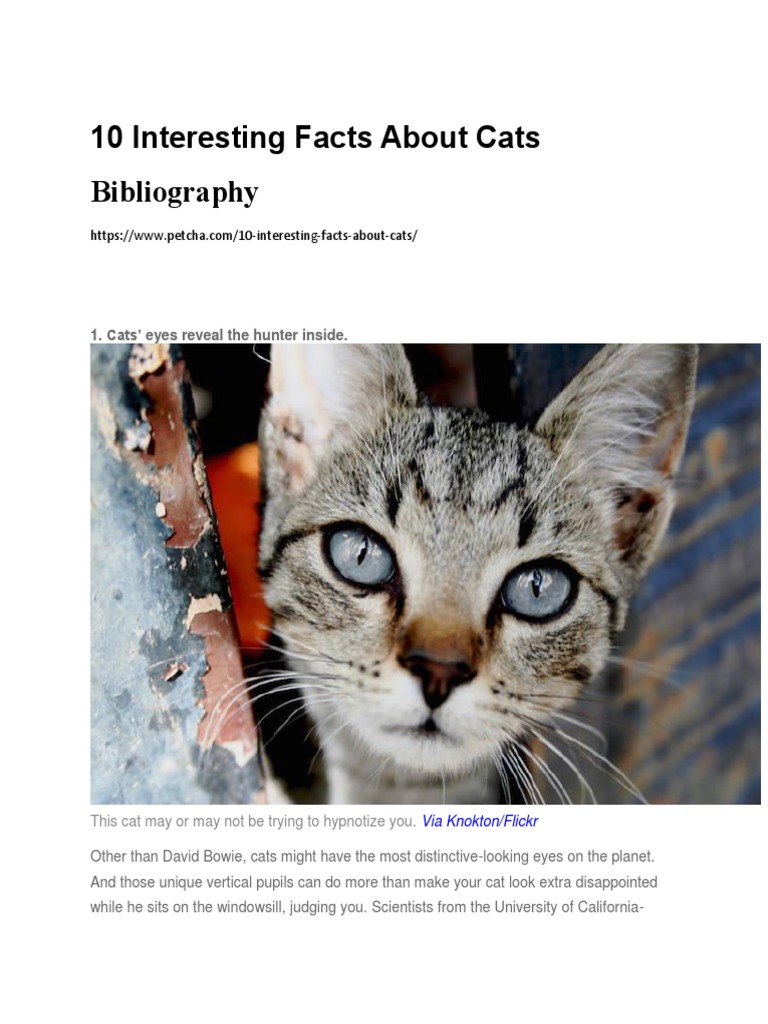 10 Interesting Facts About Cats | PDF | Felidae | Cats
