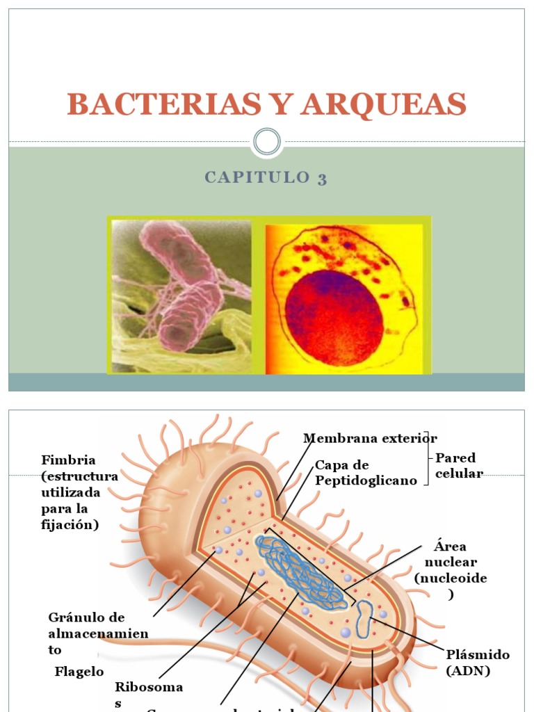 Bacterias y Arqueas | Las bacterias | Archaea