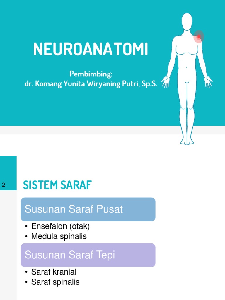 Struktur dan Fungsi Neuroanatomi | PDF