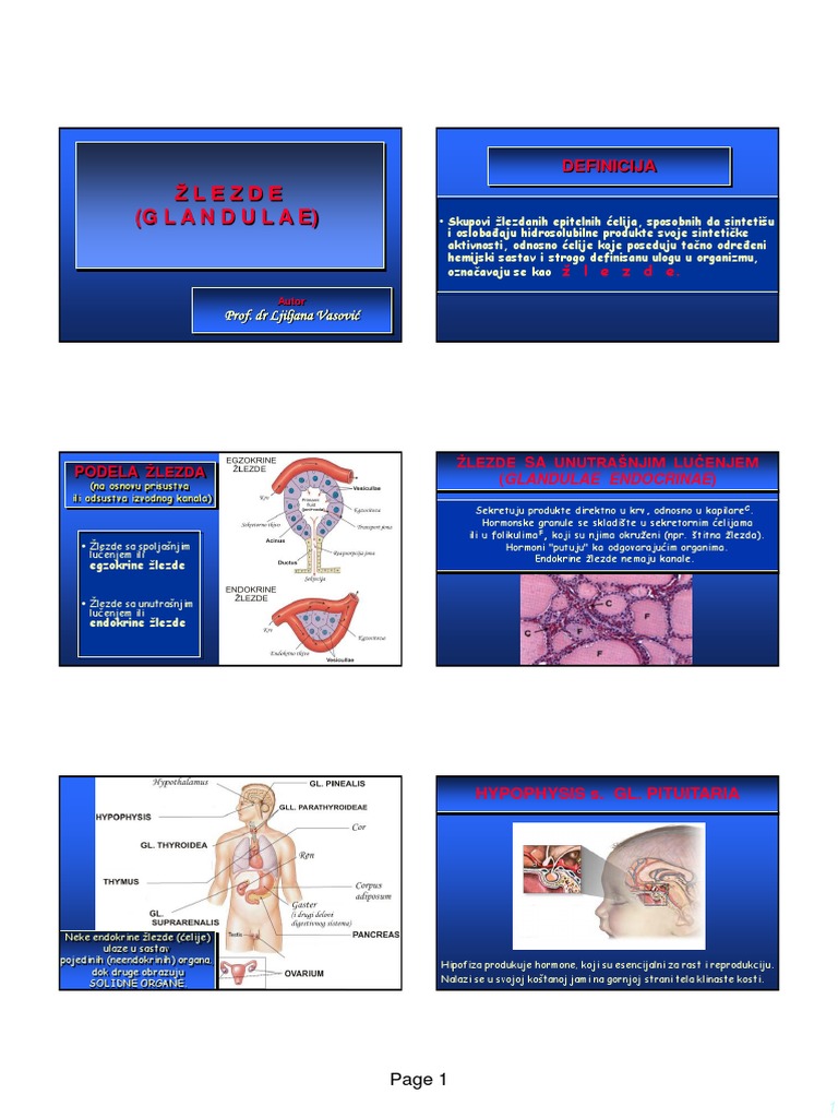 Prezentacija Endokrini Sistem | PDF