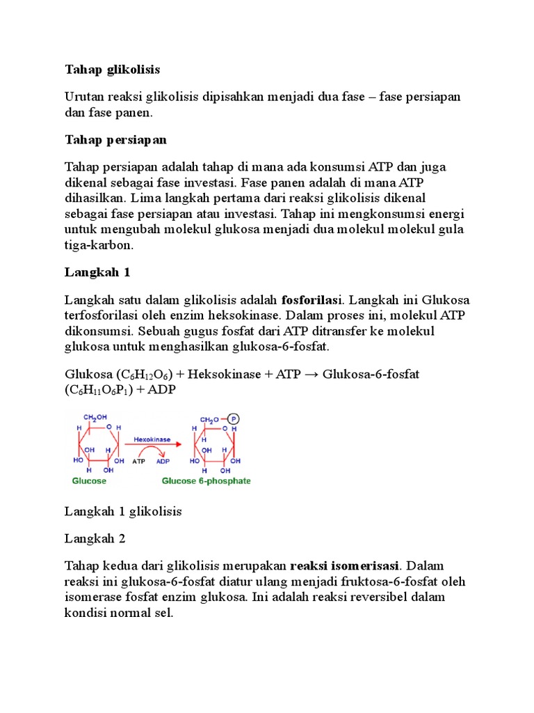 Tahap Glikolisis | PDF