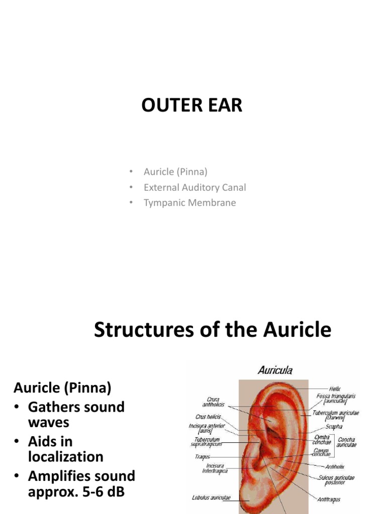 Outer Ear: - Auricle (Pinna) - External Auditory Canal - Tympanic ...