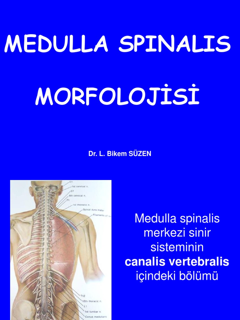 Medulla Spinalis Morfolojisi