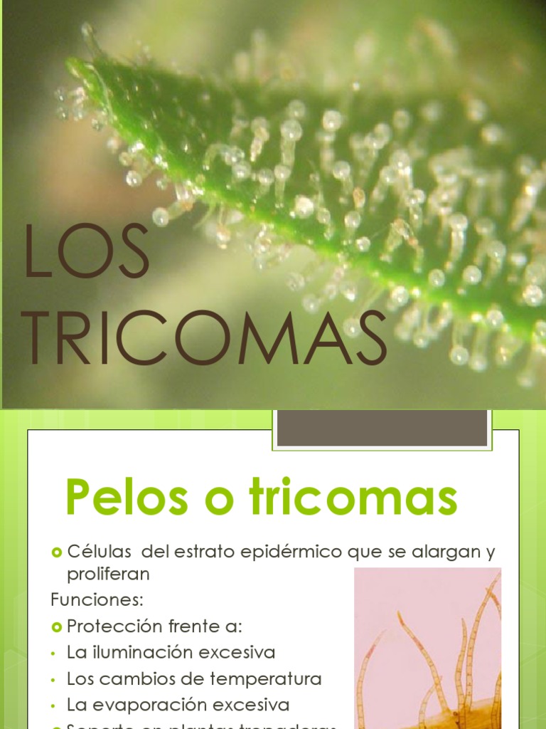 Los Tricomas | Hoja | Morfología Vegetal