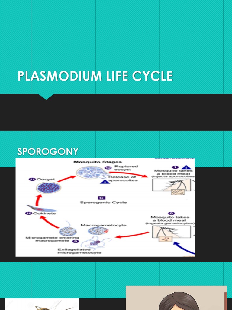 Plasmodium Life Cycle | PDF | Plasmodium | Microbiology