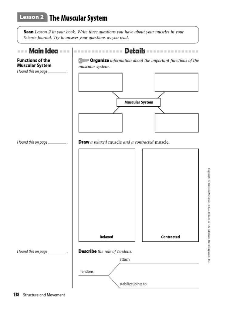 The Muscular System | PDF | Muscle | Anatomy