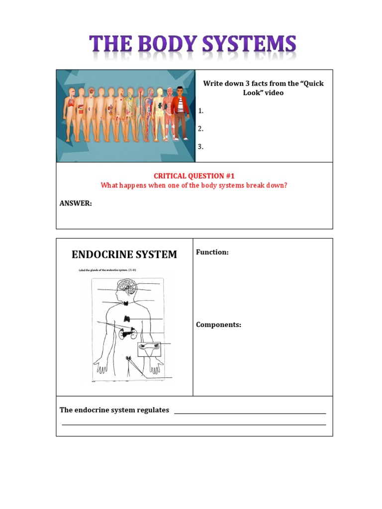 Body Systems Lecture Notes | PDF | Circulatory System | Human Body