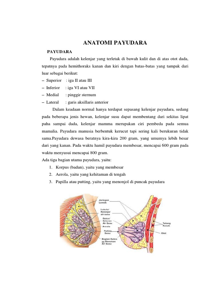 Materi Anatomi Payudara | PDF