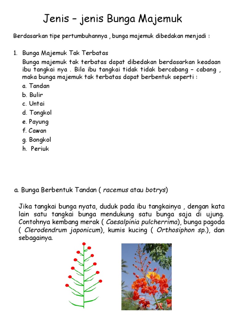 Catat! Contoh Tanaman Bunga Tunggal Dan Bunga Majemuk yang Banyak ...
