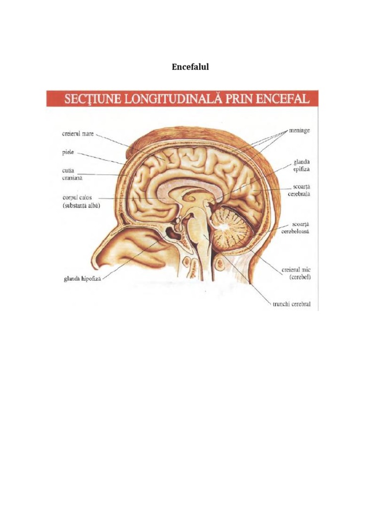Encefalul Cerebelul Diencefalul | PDF