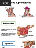 Anatomía del Ramillete de Riolano | PDF | Anatomía humana | Cabeza y ...