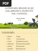 Cledium 300 mg: Uso y Composición | PDF | Osteoartritis | Medicamentos ...