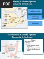 Es La Pectoriloquia Áfona | PDF