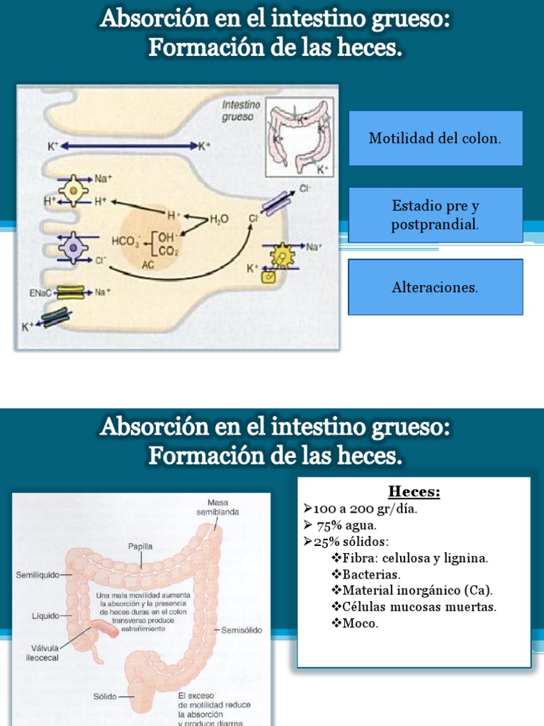 Formación de heces en el intestino grueso | PDF