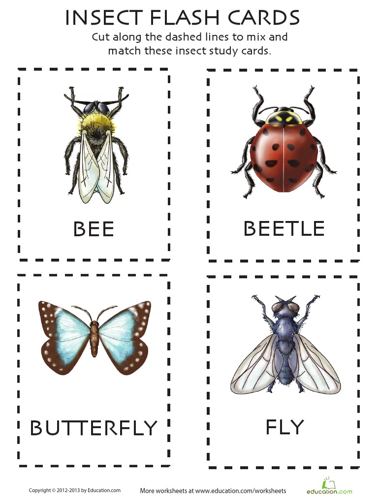 Insect Flashcards | PDF