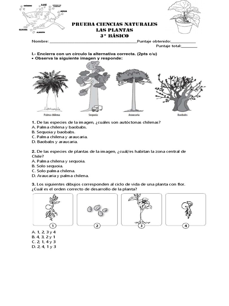 Prueba Las Plantas Tercero Basico | Plantas | Flores