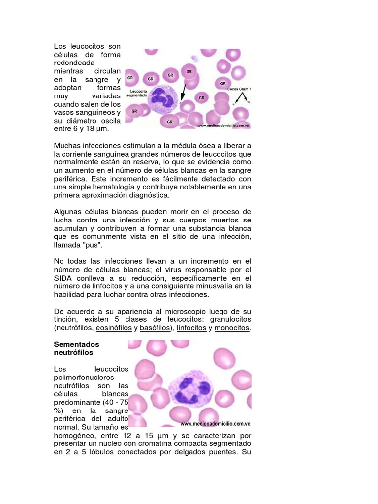 Los Leucocitos | PDF | Leucocito | Sistema inmune