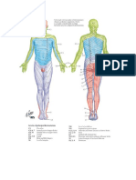 DERMATOME | PDF