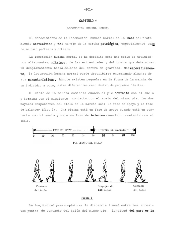 Fases del Ciclo de la Marcha Normal | PDF | Pie | Tobillo
