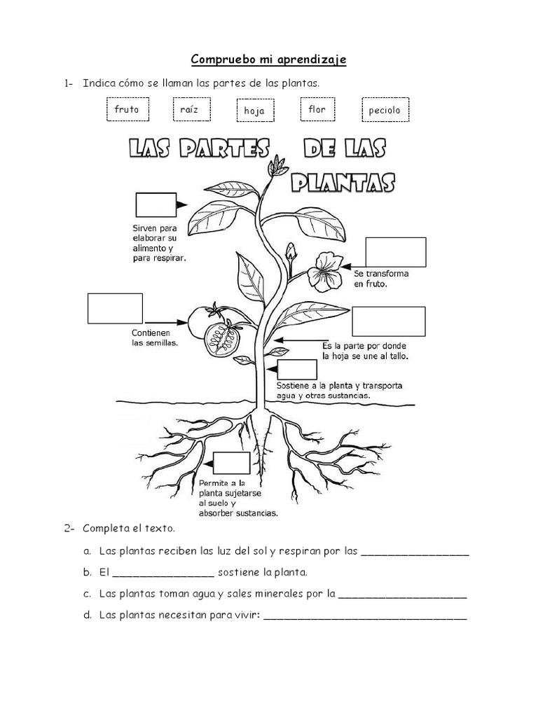 Las Plantas Ficha | PDF