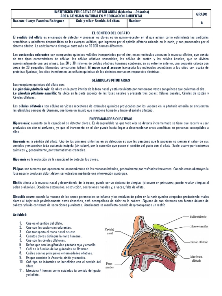 Taller Sentido Del Olfato | PDF | Rinología | Olfato