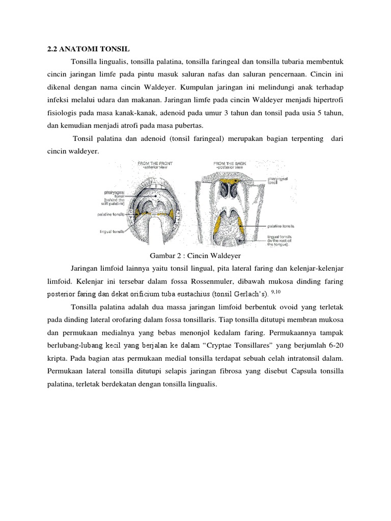 Anatomi Tonsil | PDF | Sains & Matematika