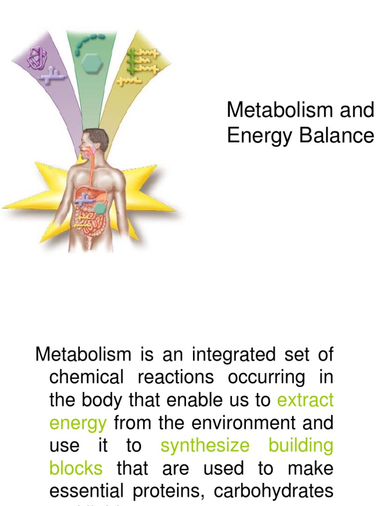 Metabolism and Energy Balance Explained | PDF | Metabolic Pathway ...