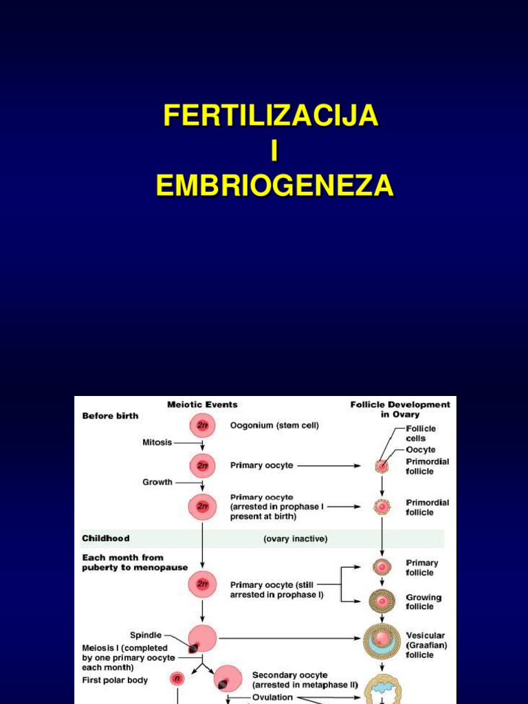 FERTILIZACIJA | PDF